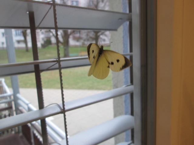 Pregled - Ekoskladovnica